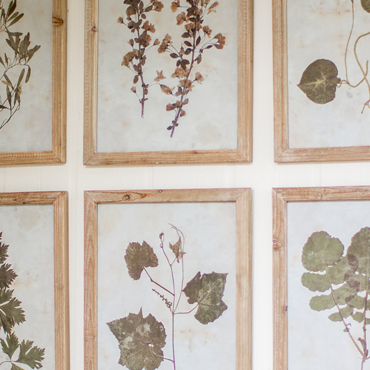 Botanic Leaf Prints With Rustic Wood Frames - Set of 6 - Woodwaves